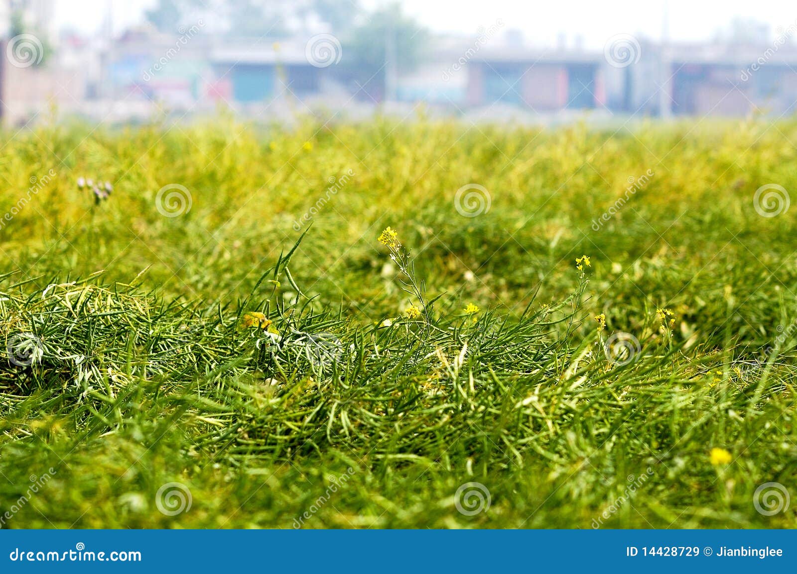Cole flower stock image. Image of result, plant, green - 14428729
