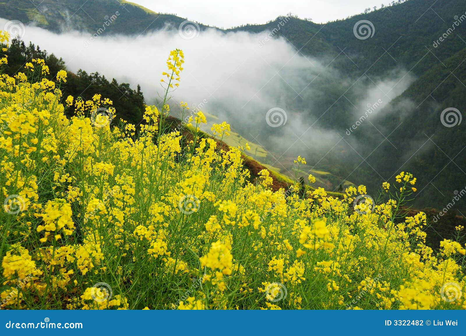 Cole flower stock photo. Image of cloud, farmland, blooming - 3322482