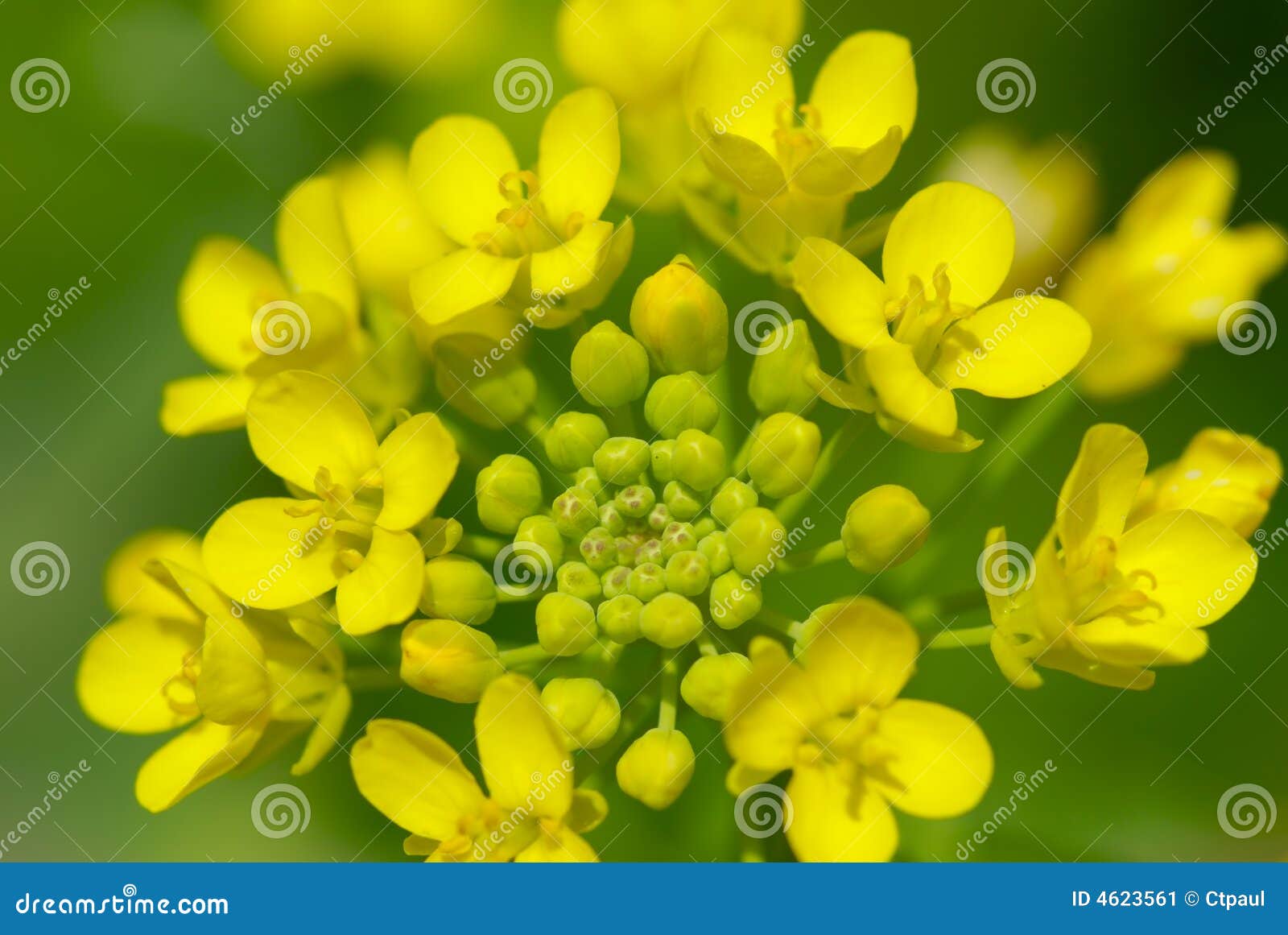 Cole flower stock image. Image of cole, growth, spring - 4623561