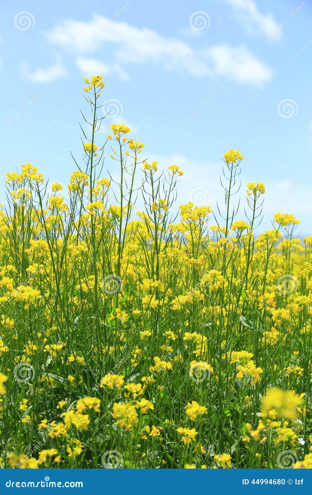 Cole flower and blue sky stock photo. Image of plant - 44994680