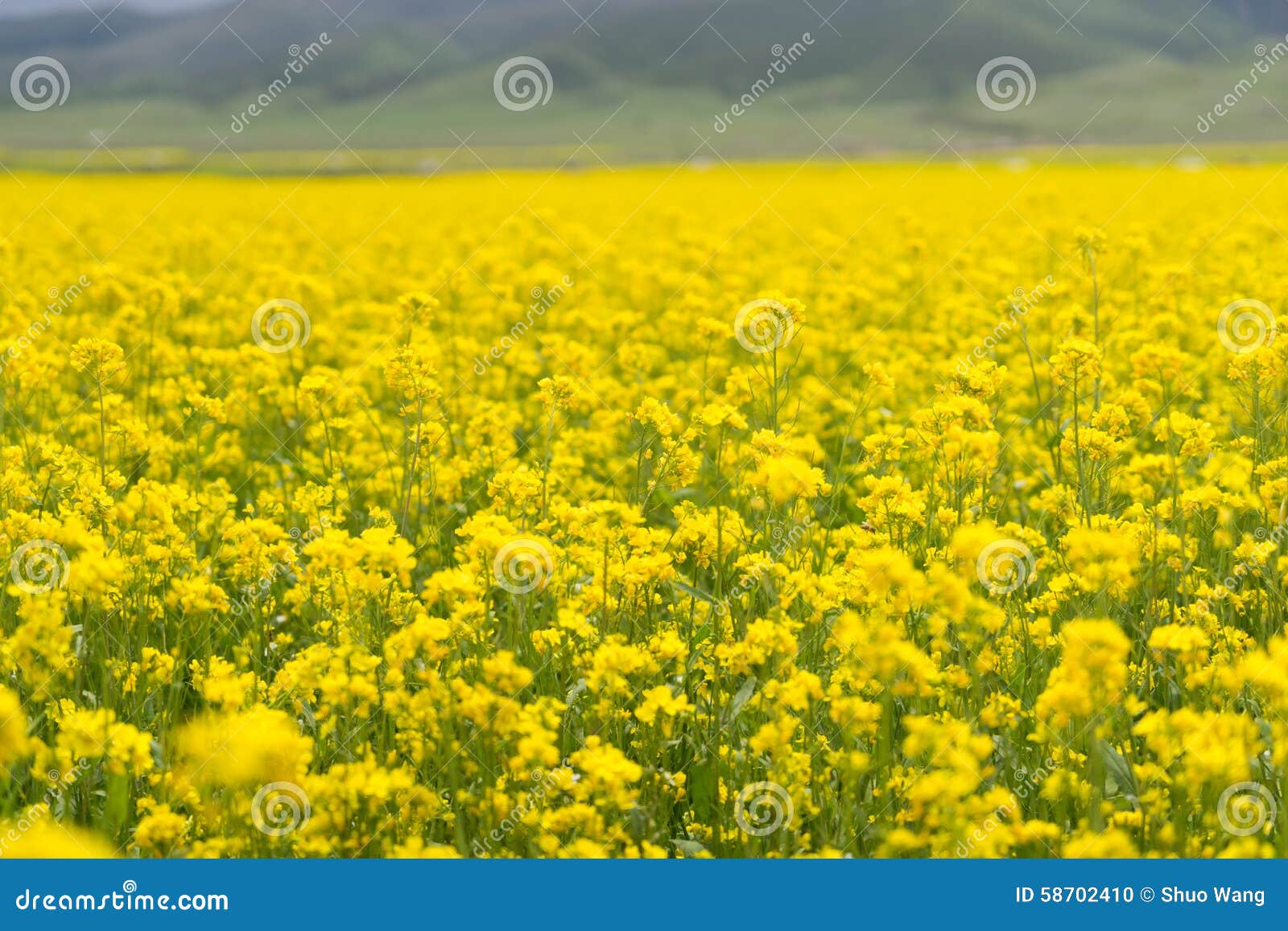 Cole Flower Landscape photo stock. Image du zone, ferme - 58702410