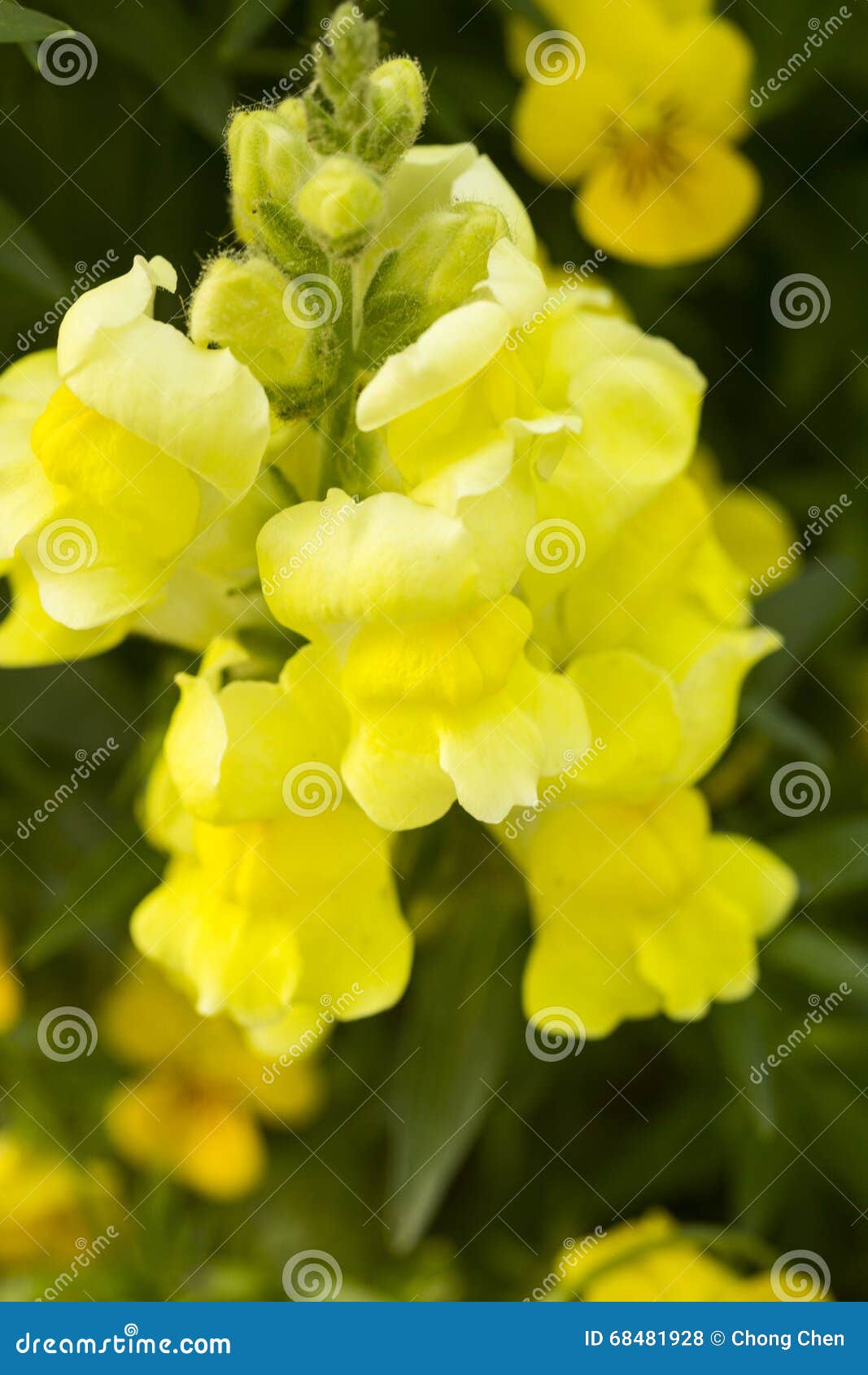 Cole flower in spring stock photo. Image of spring, blur - 68481928