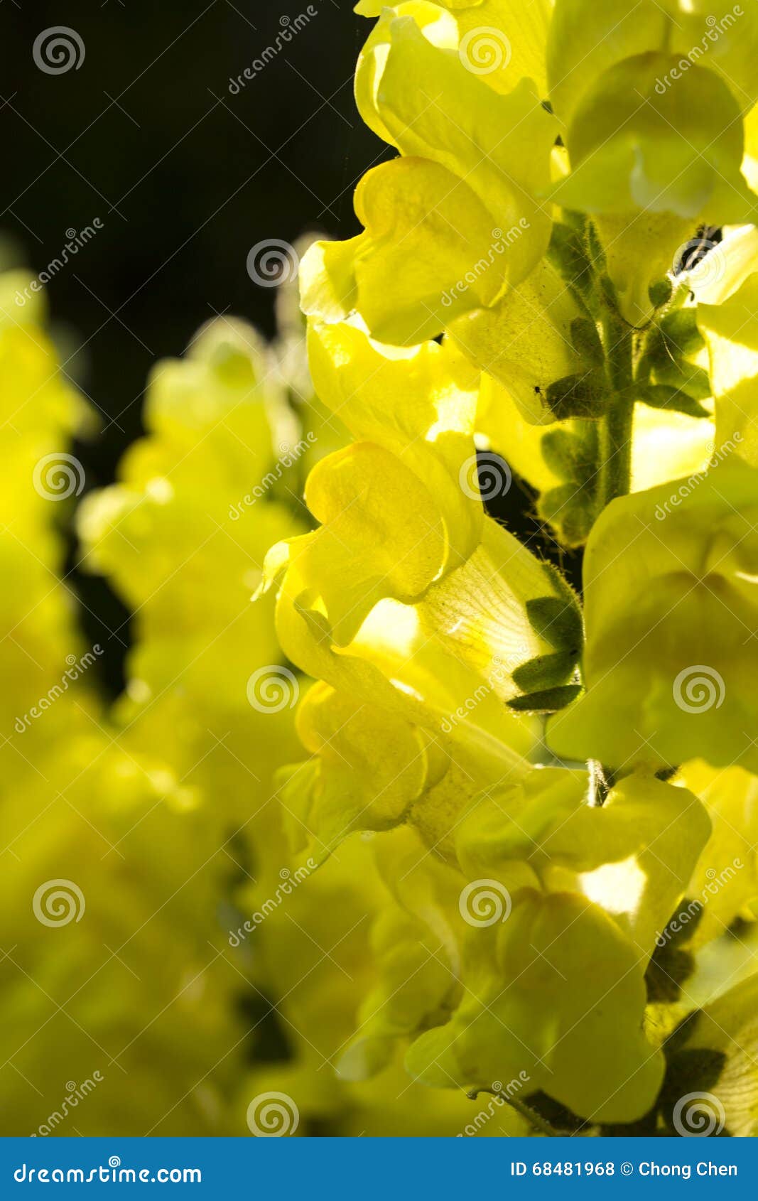 Cole flower in spring stock photo. Image of wildflower - 68481968