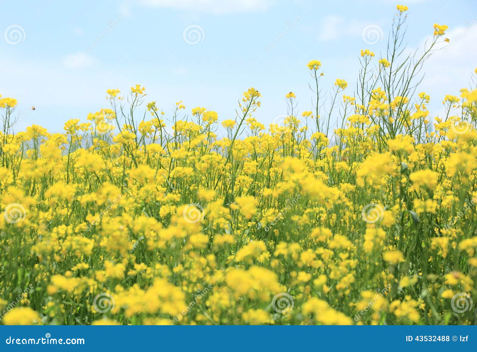 Cole flower stock photo. Image of green, qinghai, nature - 43532488
