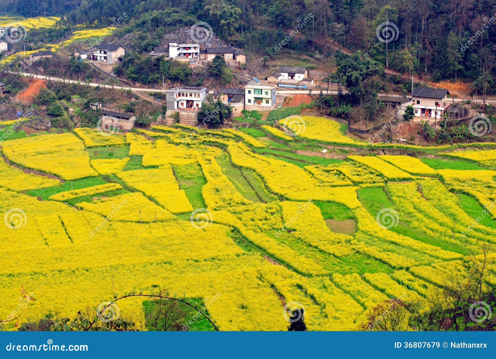 Cole flower stock image. Image of cloud, village, field - 36807679