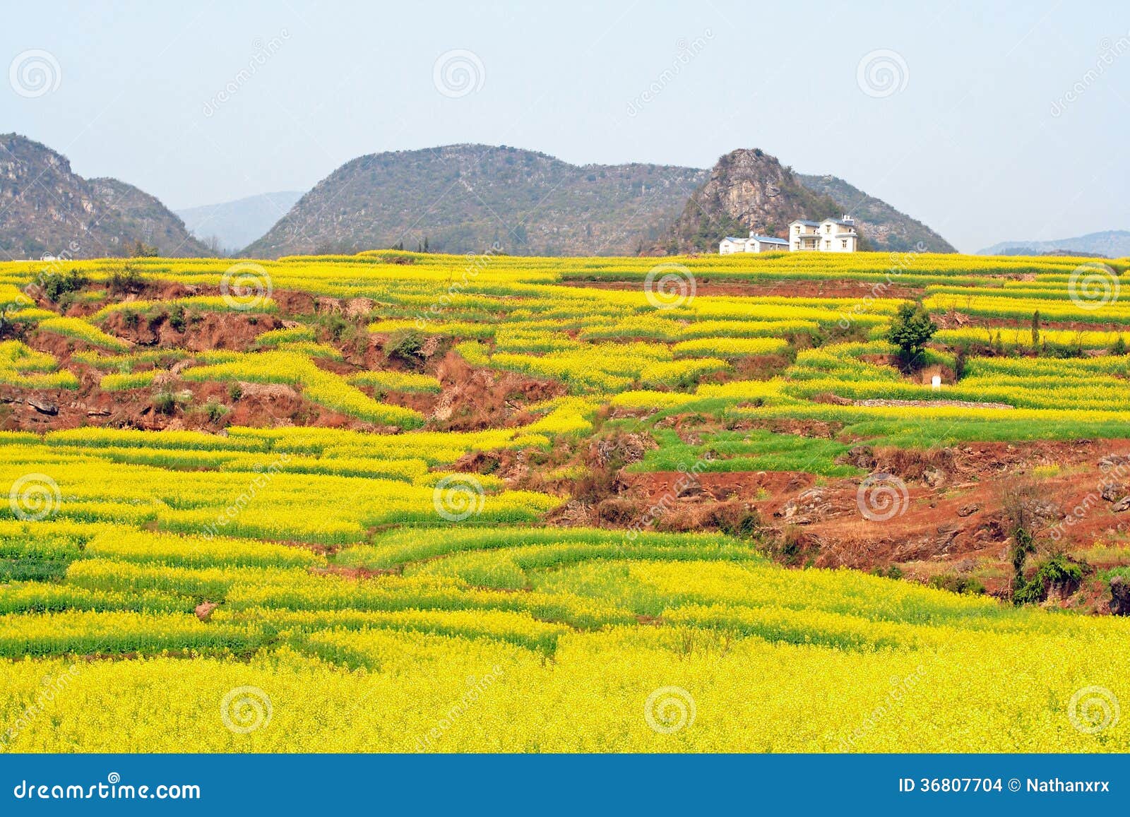 Cole flower stock photo. Image of terrace, farm, china - 36807704