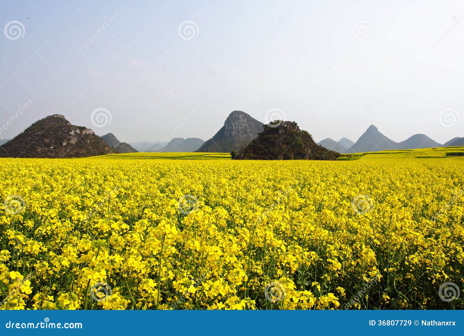 Cole flower stock image. Image of nature, farm, mountain - 36807729