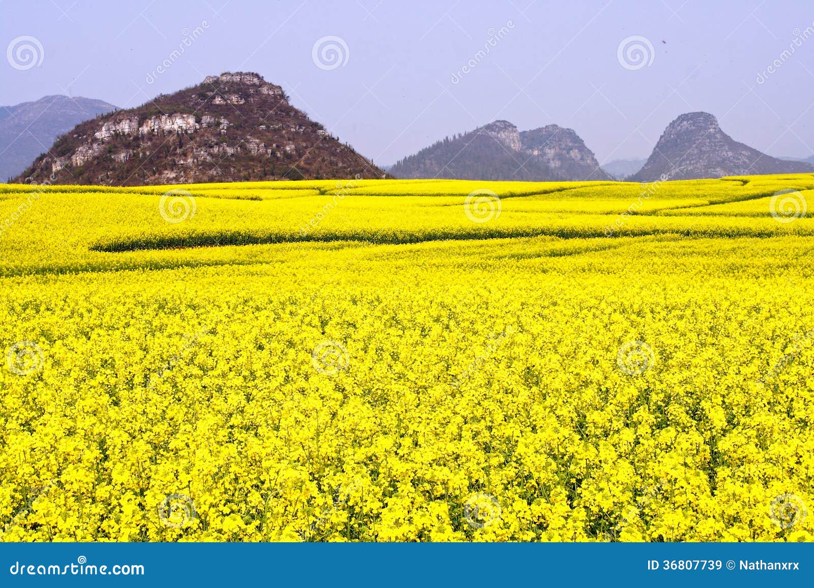 Cole flower stock image. Image of water, nature, rural - 36807739