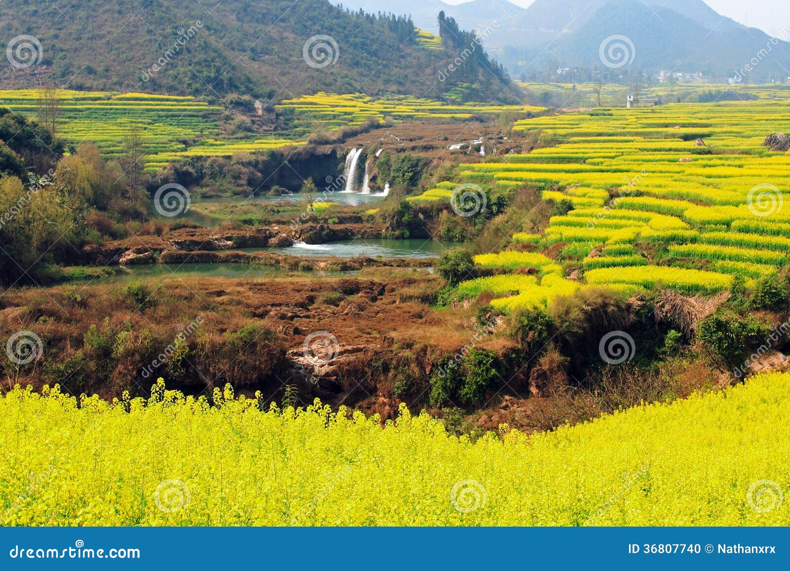Cole flower stock photo. Image of flower, terrace, spring - 36807740
