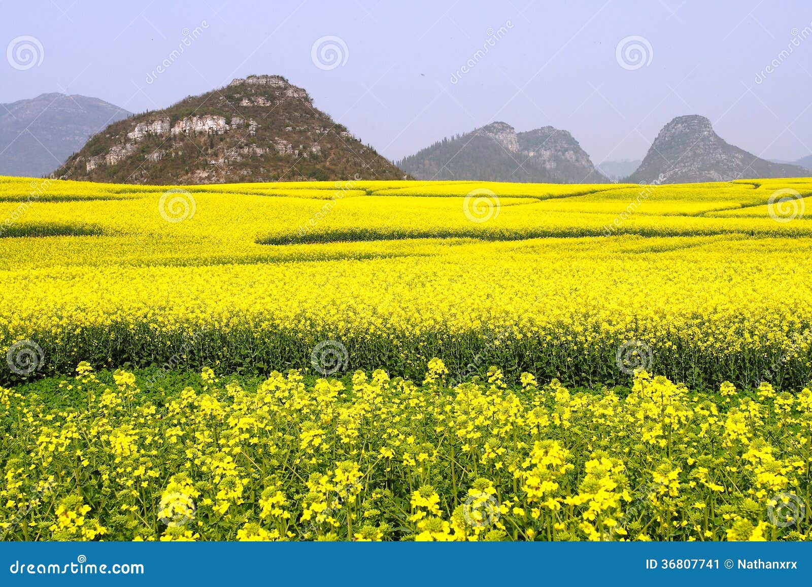 Cole flower stock image. Image of flower, inland, spring - 36807741
