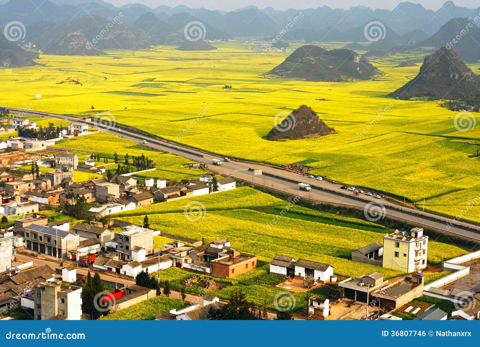 Cole flower stock photo. Image of water, nature, rural - 36807746