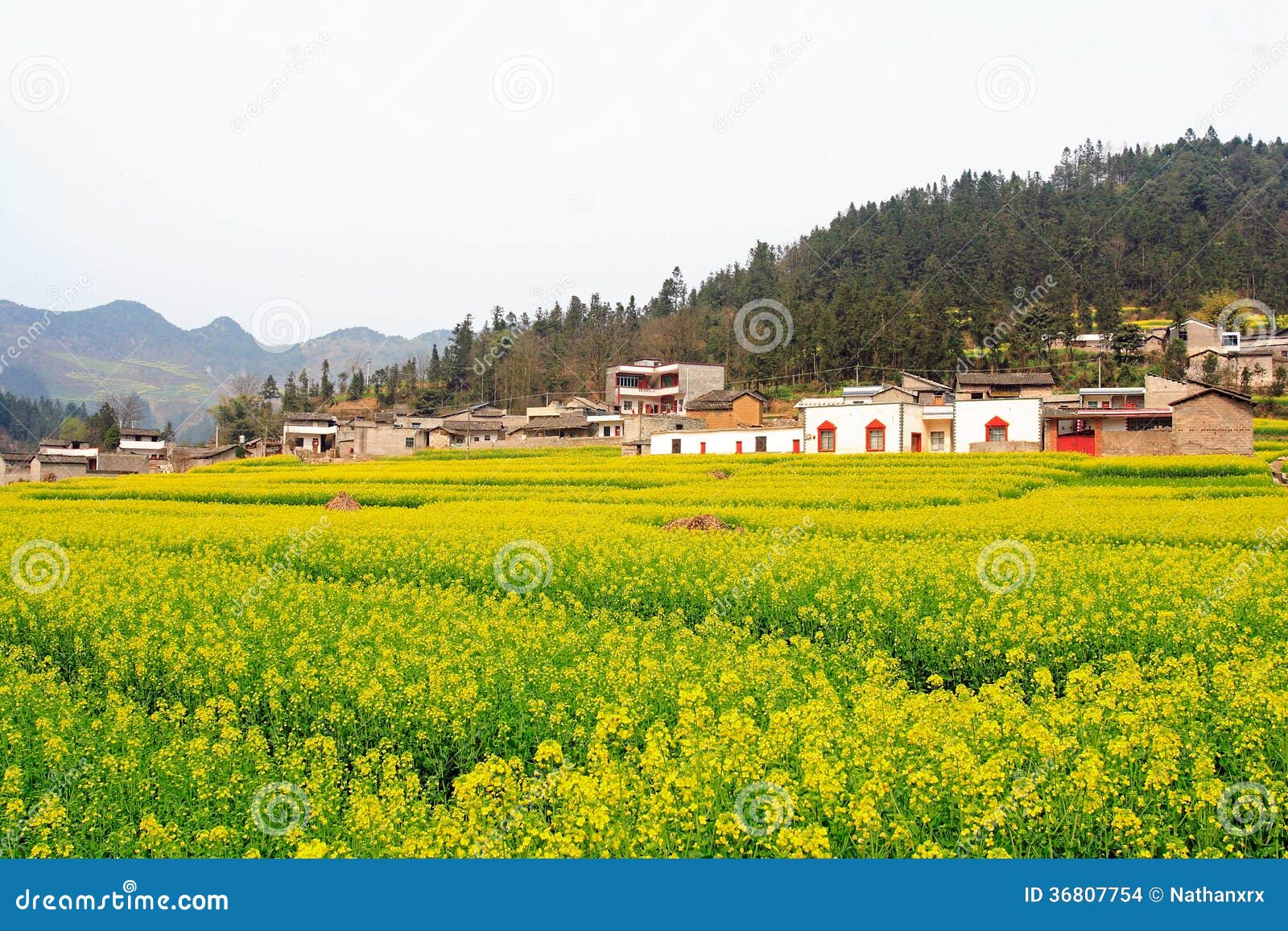 Cole flower stock photo. Image of interior, sunshine - 36807754