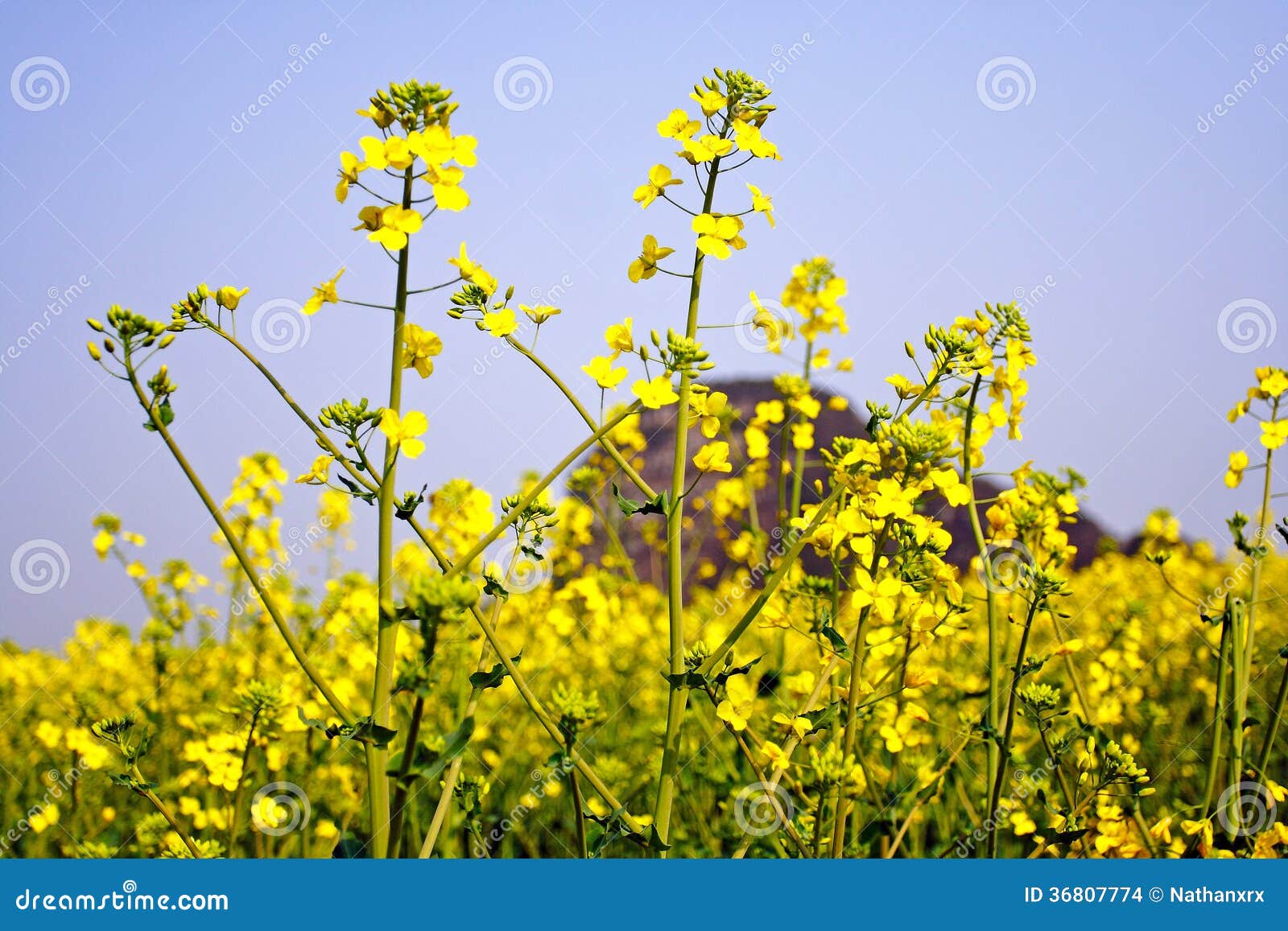Cole flower stock photo. Image of interior, china, terrace - 36807774
