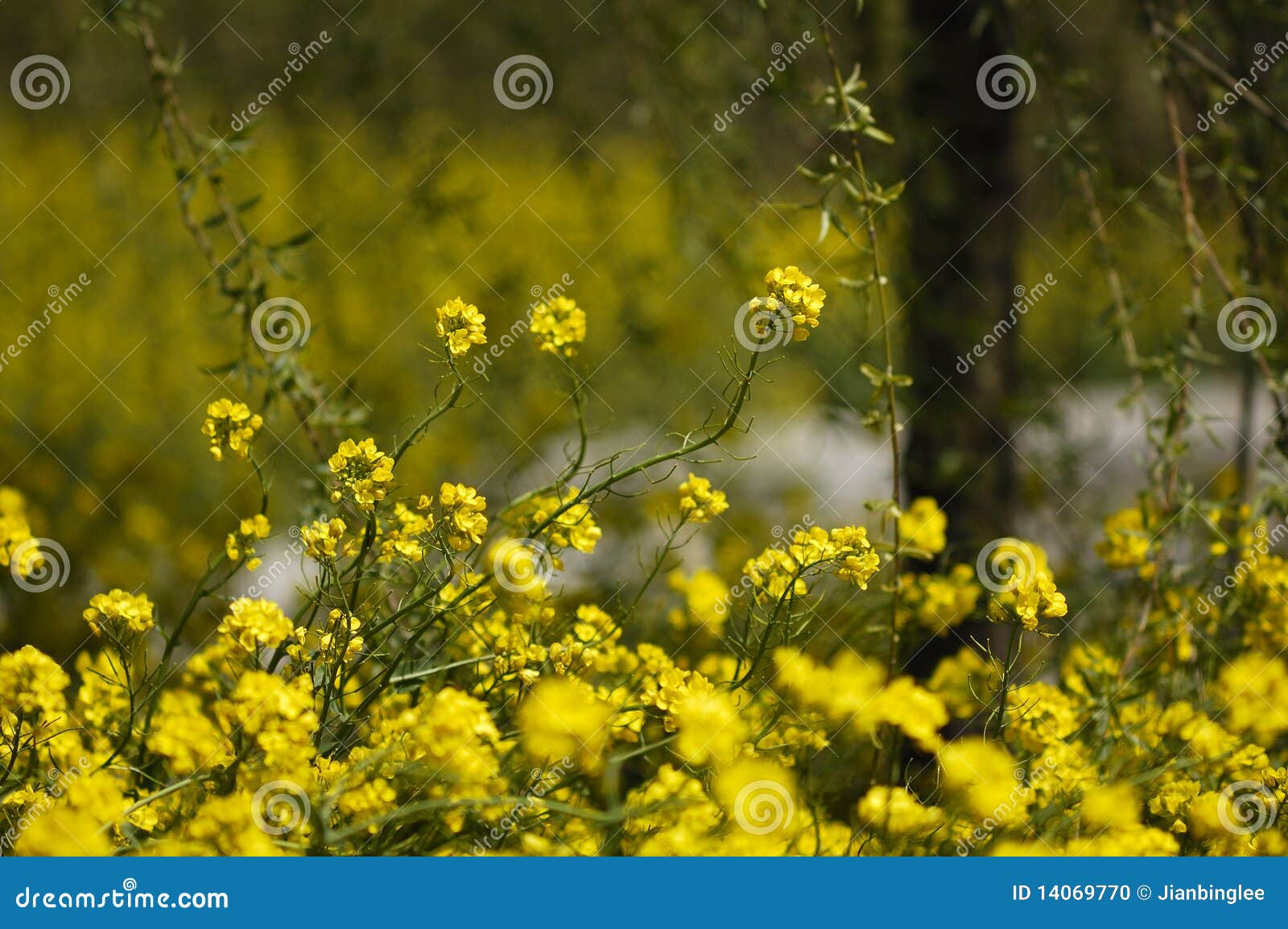 Cole flowers 10 stock photo. Image of spring, flowers - 14069770