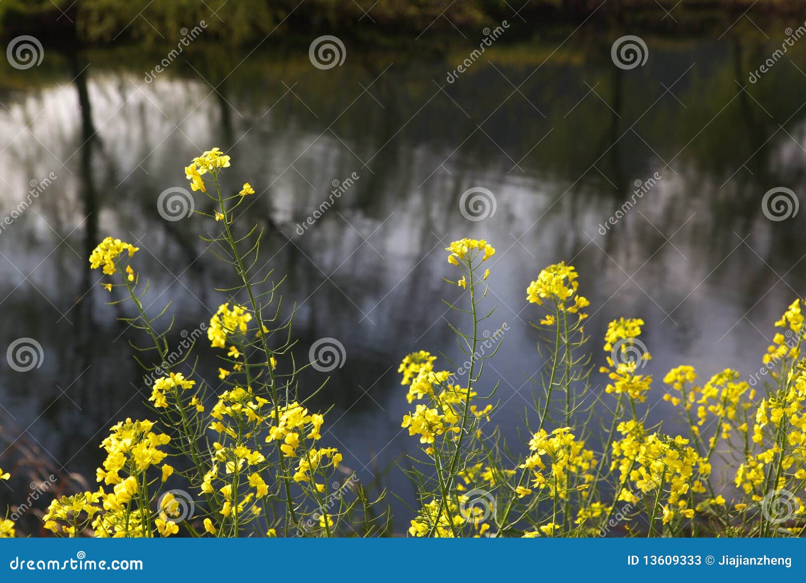 Cole flowers stock image. Image of river, season, cole - 13609333