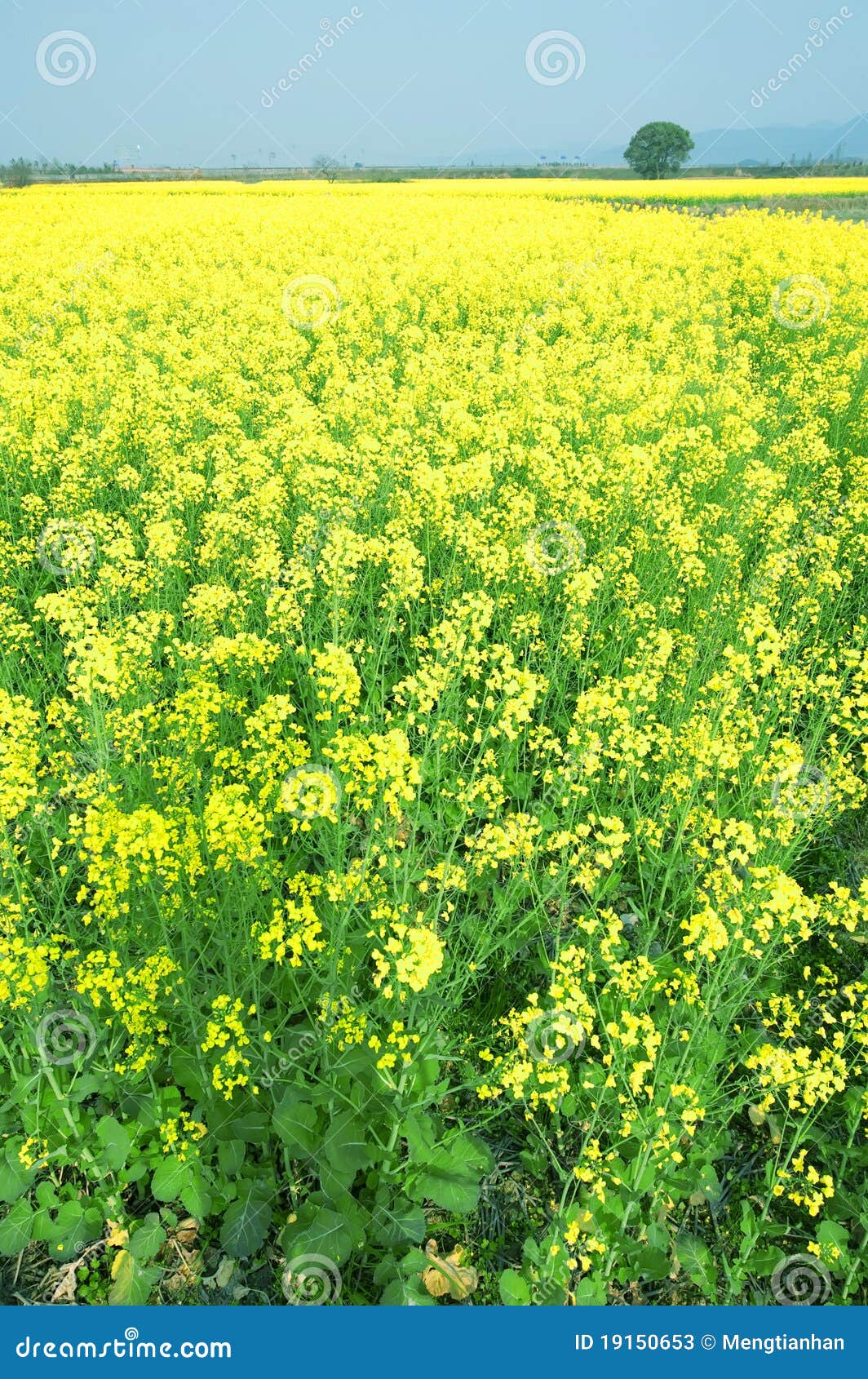 Cole flowers stock image. Image of plants, trees, cole - 19150653