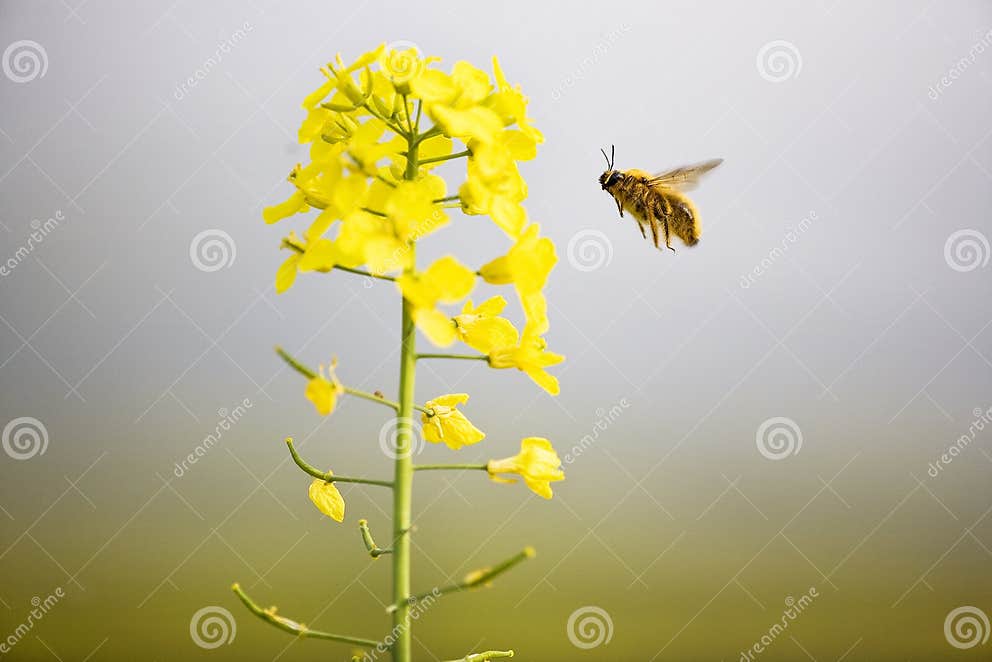 Cole flowers & bee stock photo. Image of bloom, yellow - 4817670