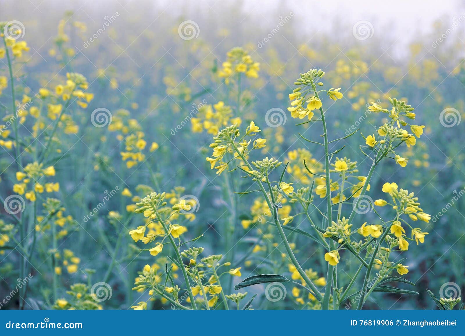 Cole flowers stock photo. Image of flowers, flower, yellow - 76819906