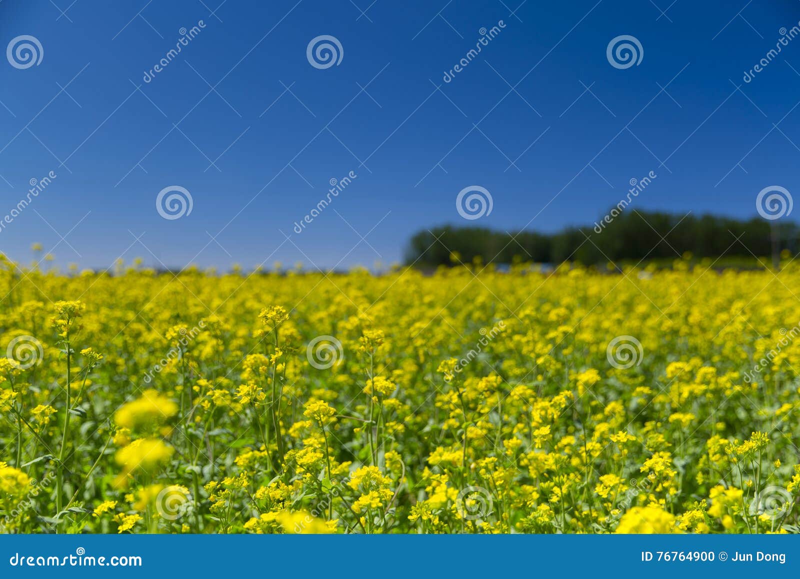 Cole flowers stock photo. Image of grassland, field, sunshine - 76764900