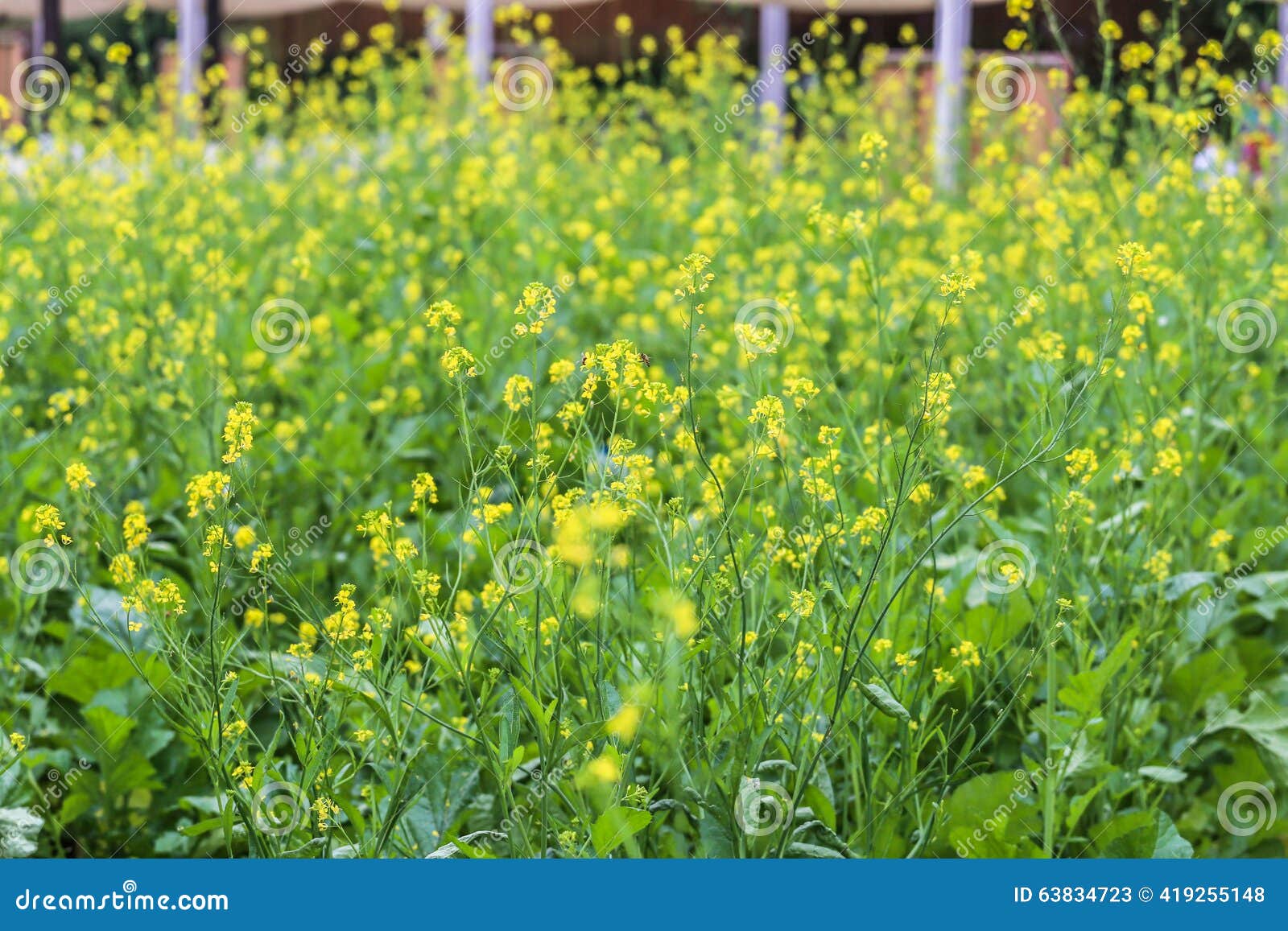 Cole flowers stock image. Image of natural, cole, full - 63834723