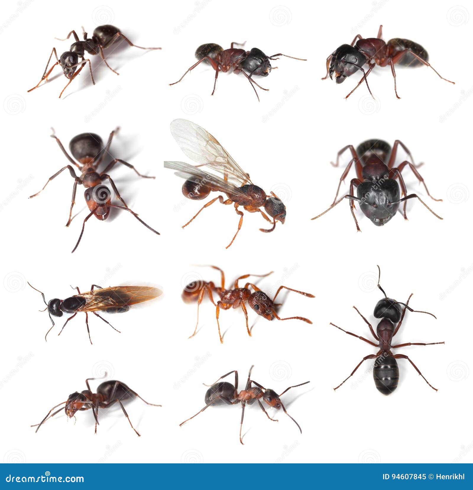 Colección De Diversas Hormigas Aisladas En Blanco Imagen de archivo ...