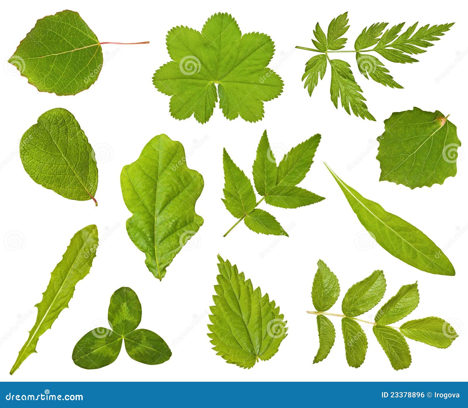 Colección De Hojas De Diversas Plantas Foto de archivo - Imagen de ...