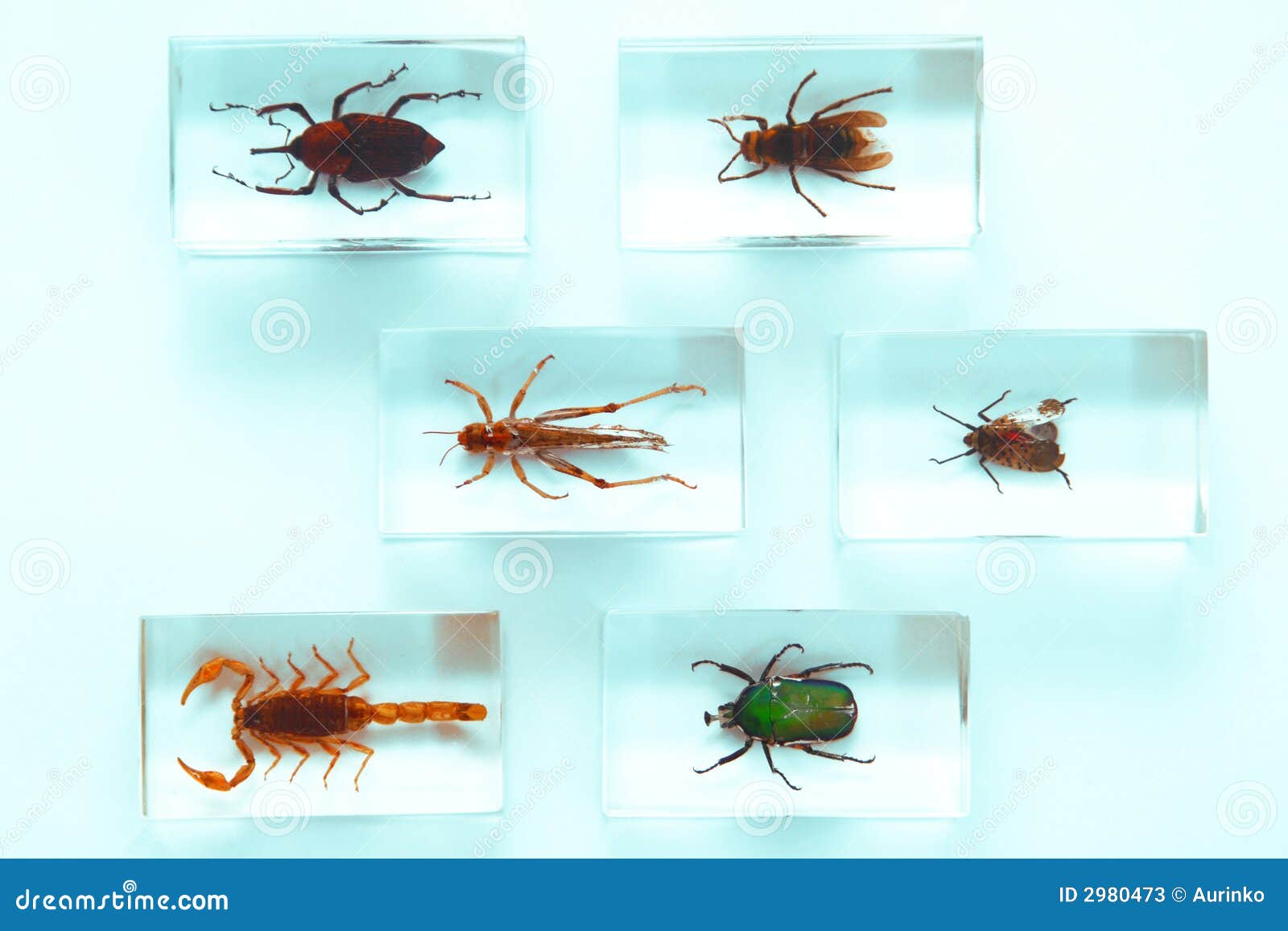 Colección de insectos imagen de archivo. Imagen de interés - 2980473