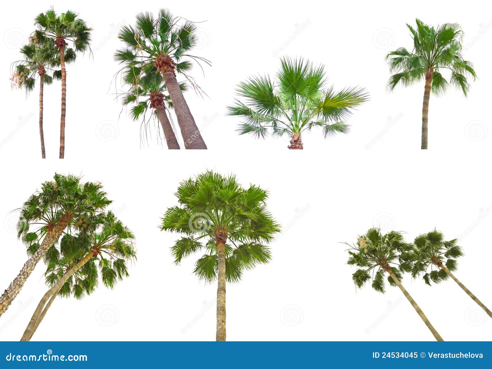 Colección de las palmas imagen de archivo. Imagen de primer - 24534045