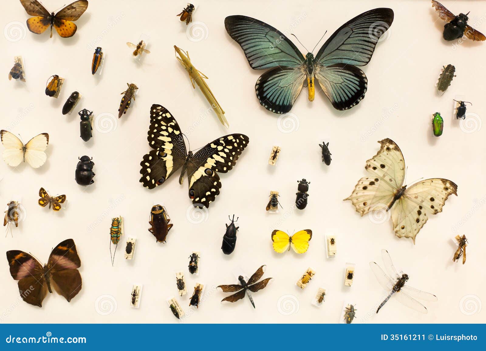 Colección de los insectos imagen de archivo. Imagen de animales - 35161211