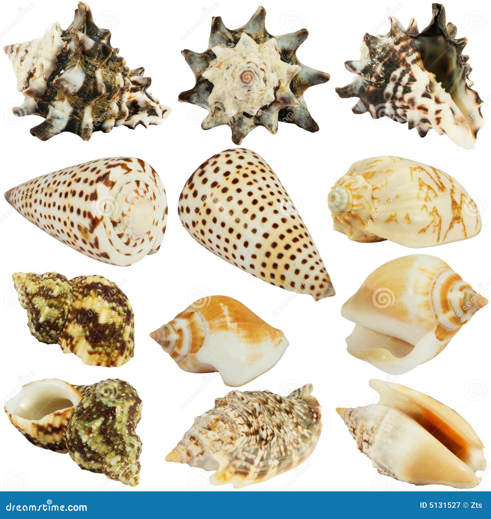 Colección de los Seashells imagen de archivo. Imagen de caracol - 5131527
