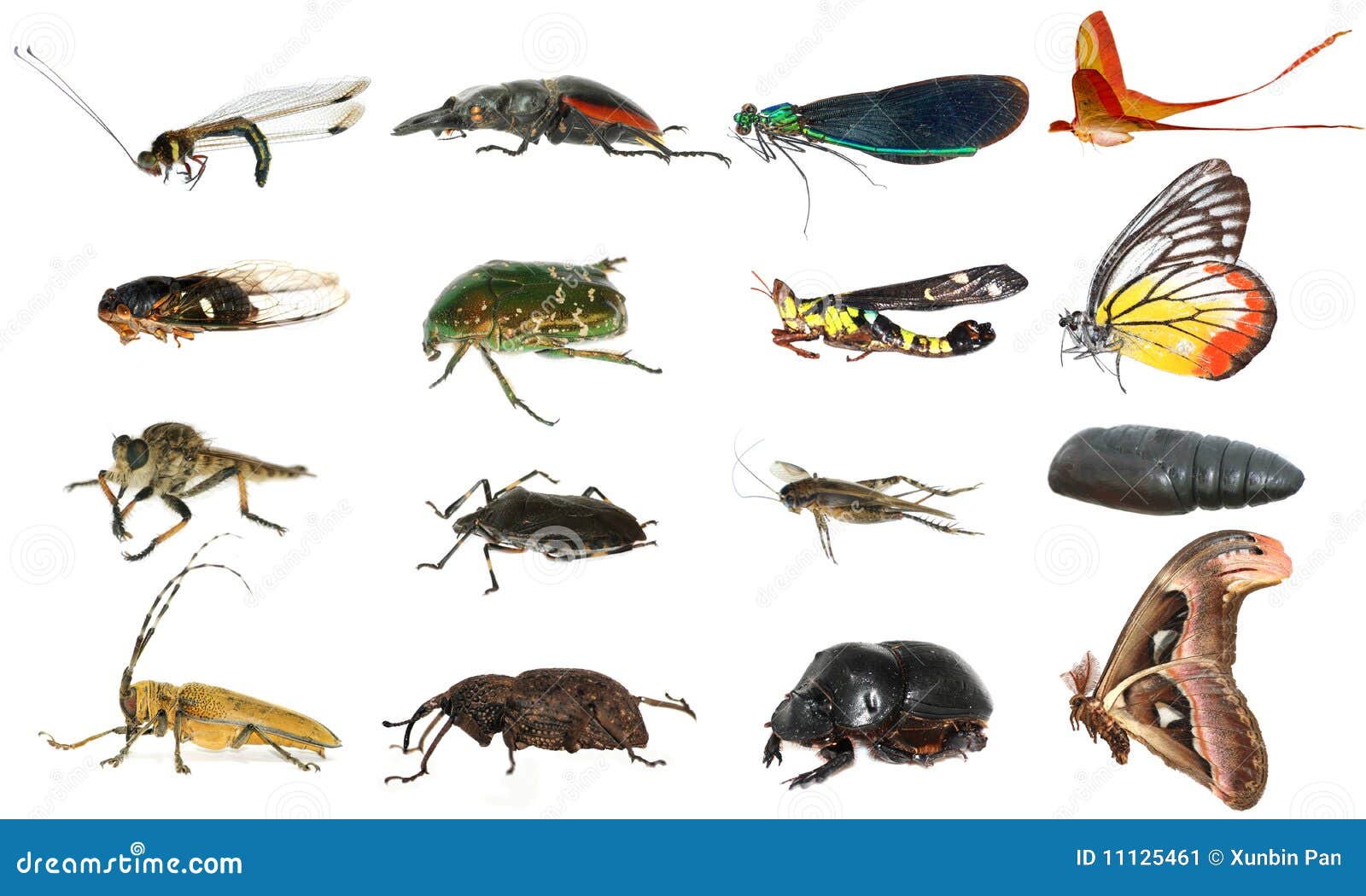 Colección del insecto imagen de archivo. Imagen de macro - 11125461