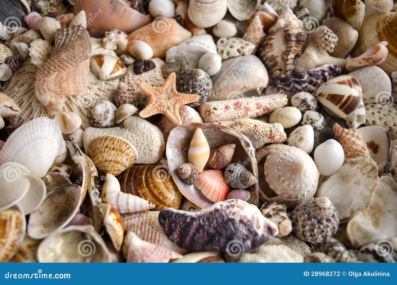 Colección del Seashell foto de archivo. Imagen de mineral - 28968272