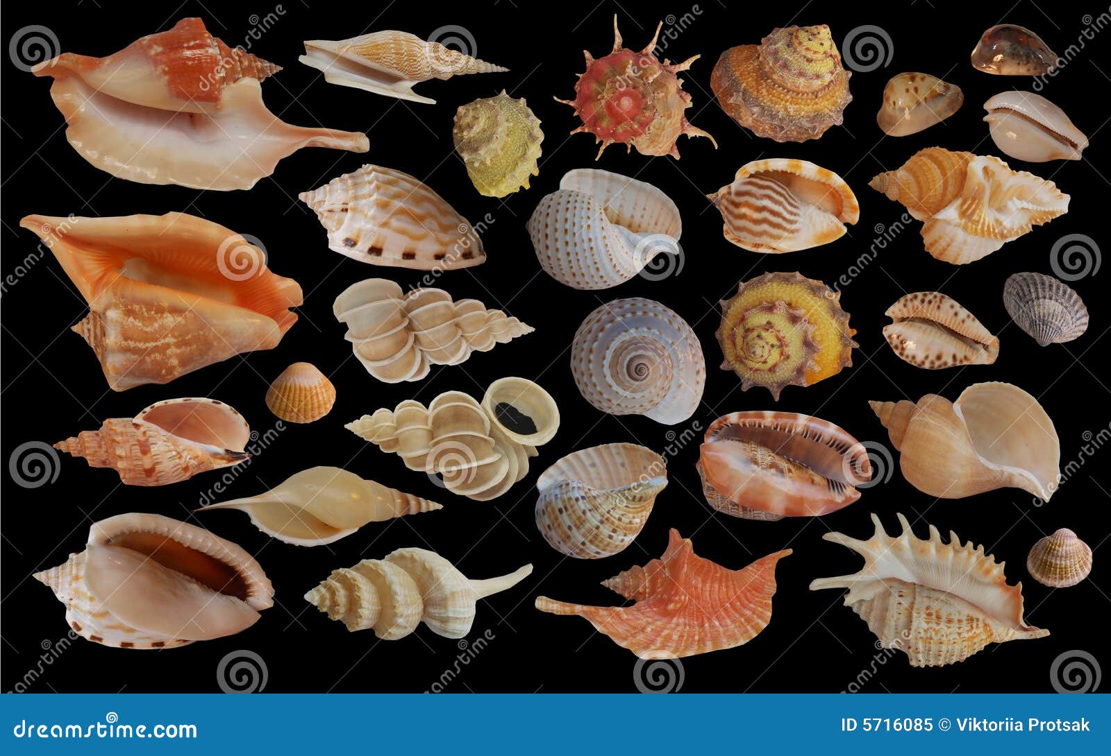 Colección del Seashell imagen de archivo. Imagen de modelo - 5716085