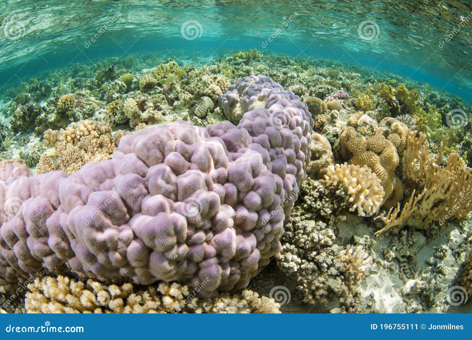 Collection of Different Coral in the Red Sea Stock Image - Image of ...