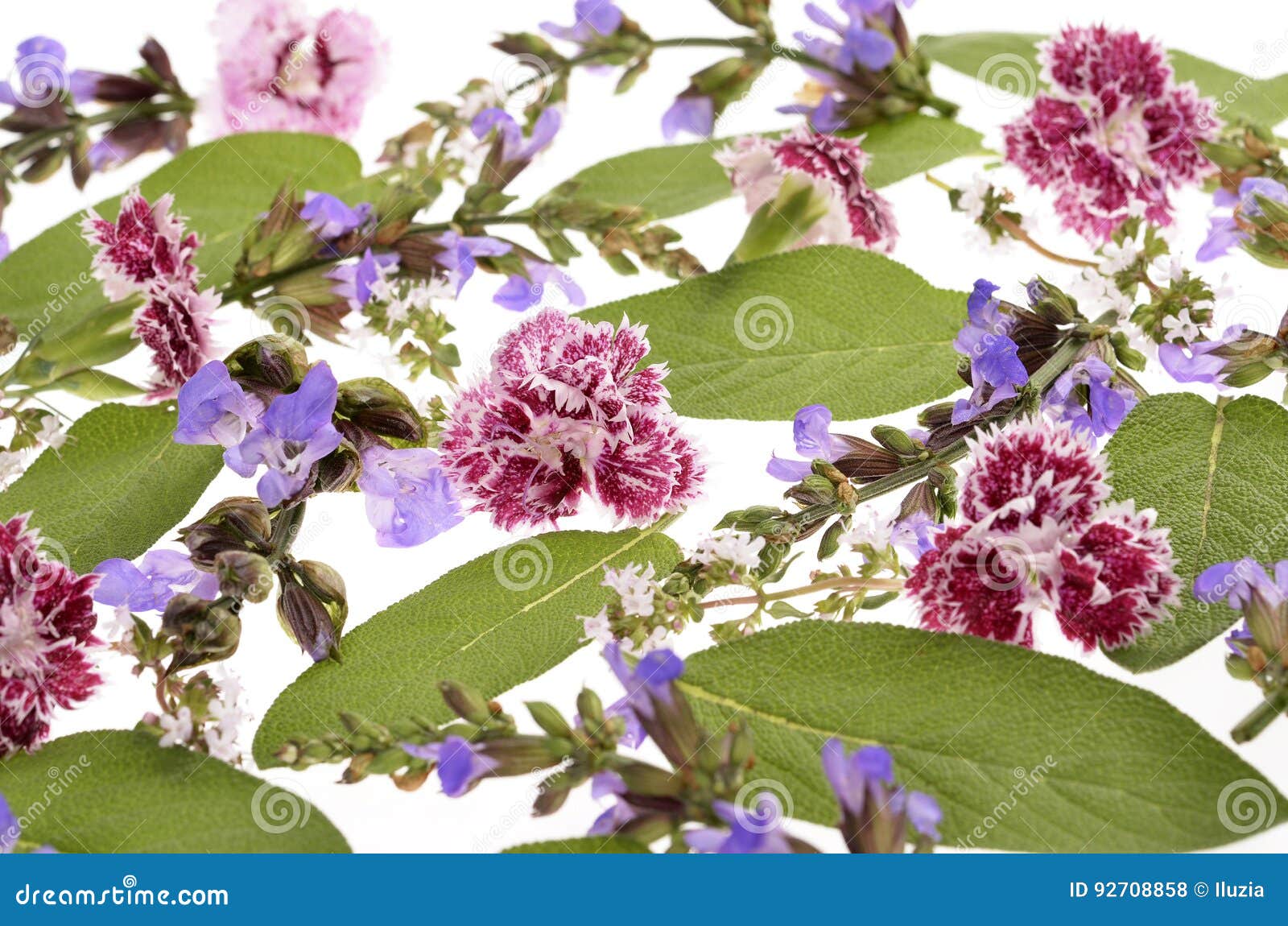 Colection with Flowers and Herbs Stock Photo - Image of floral, forest ...