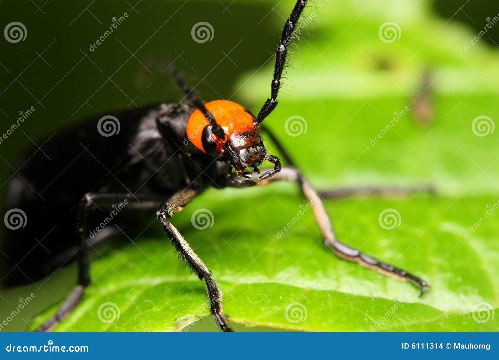 Coleoptera Beetle stock photo. Image of coleoptera, wild - 6111314