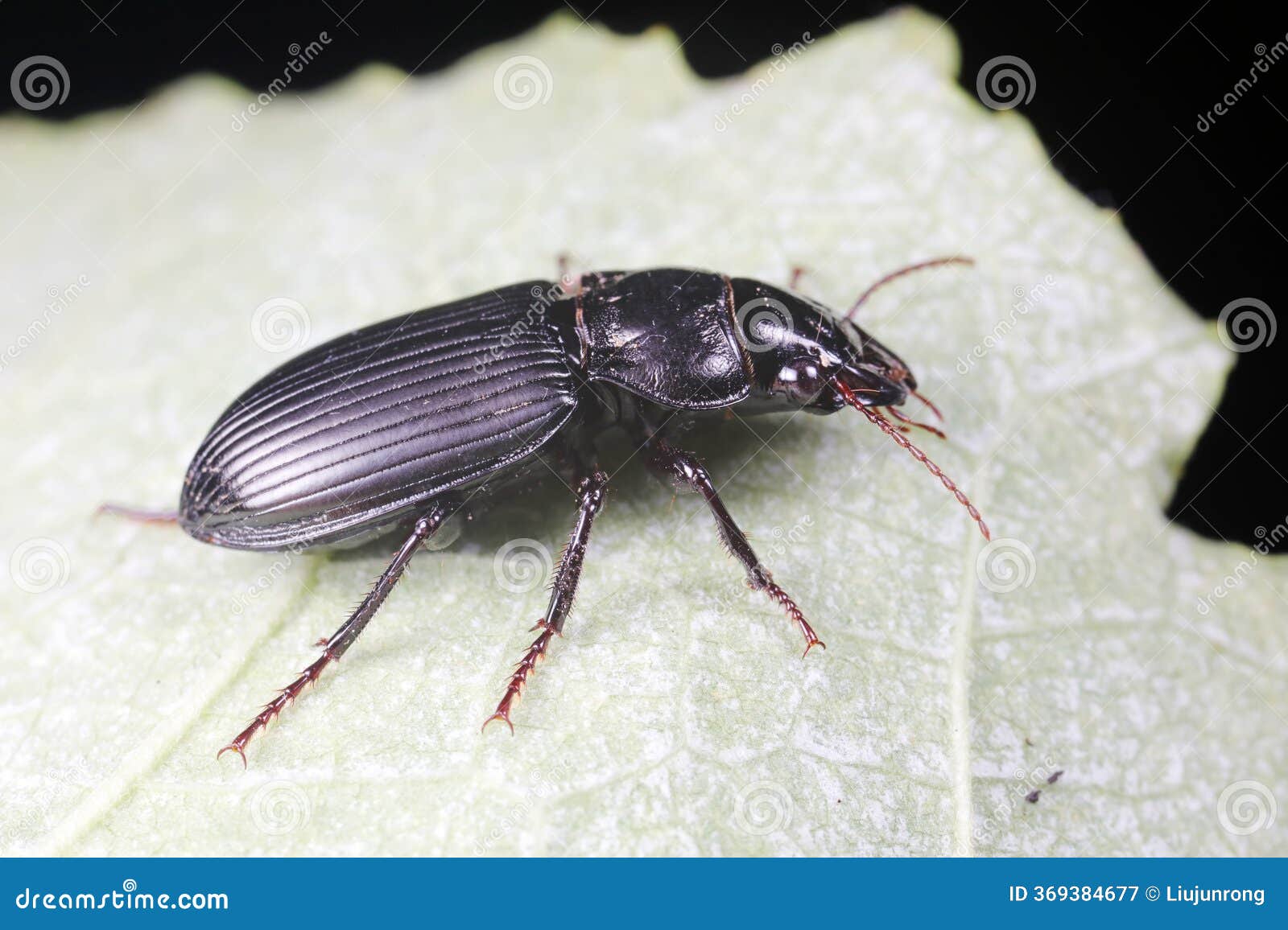 Coleoptera Royalty-Free Stock Image | CartoonDealer.com #223733248