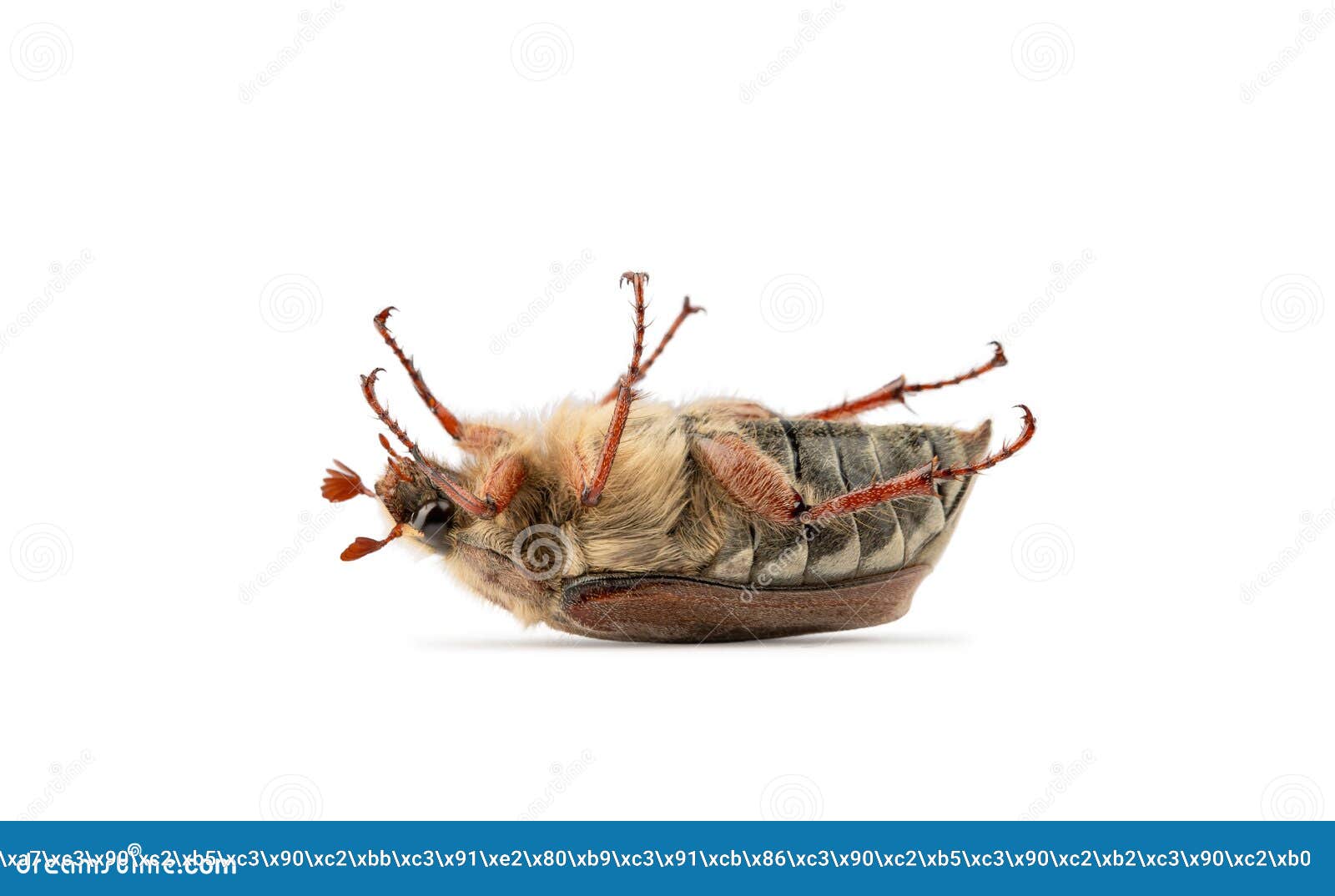 Coleoptera Class Insect, May Beetle, Crunch, Clipping Isolate on a ...