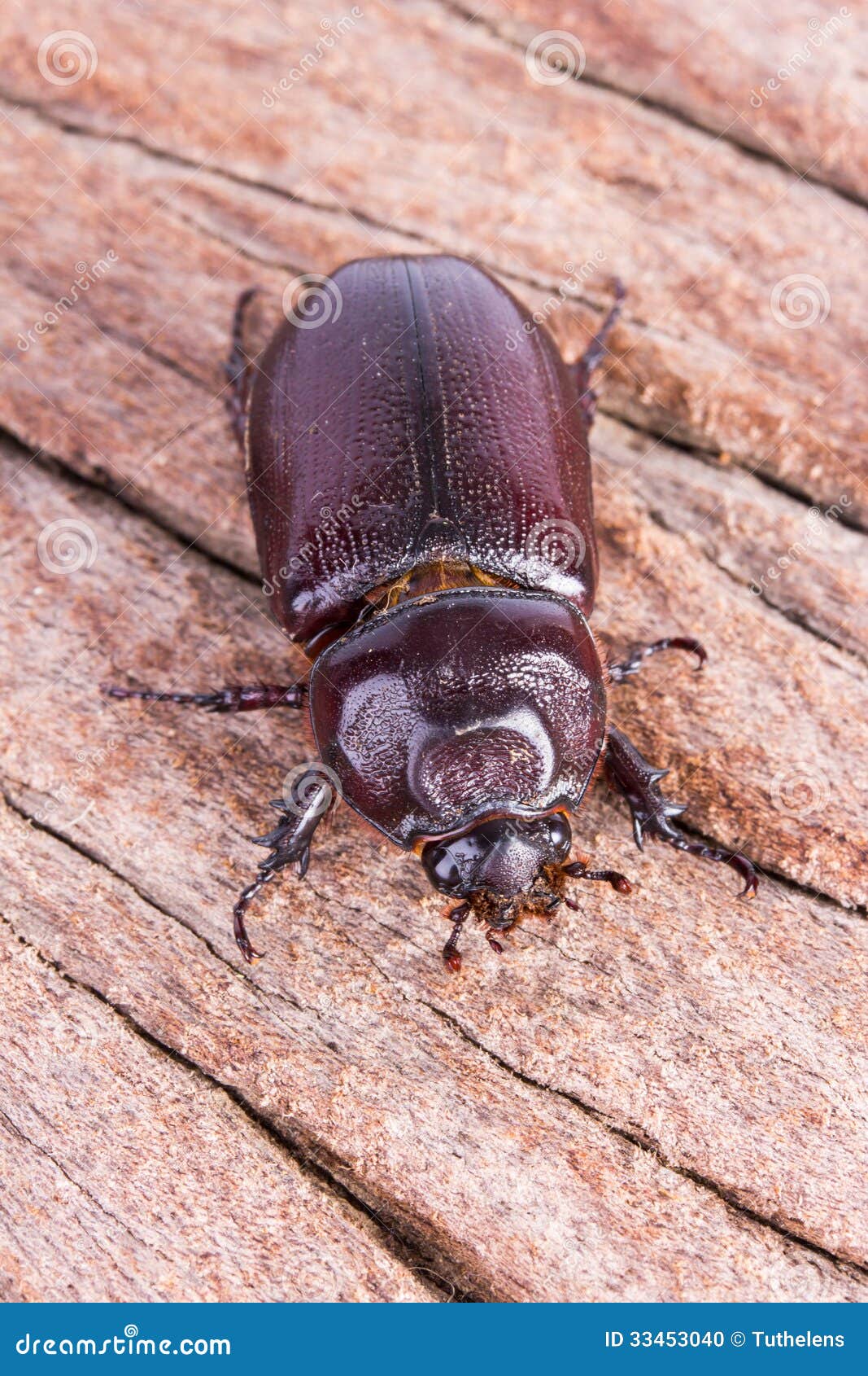 Coleoptera stock photo. Image of invertebrate, nature - 33453040
