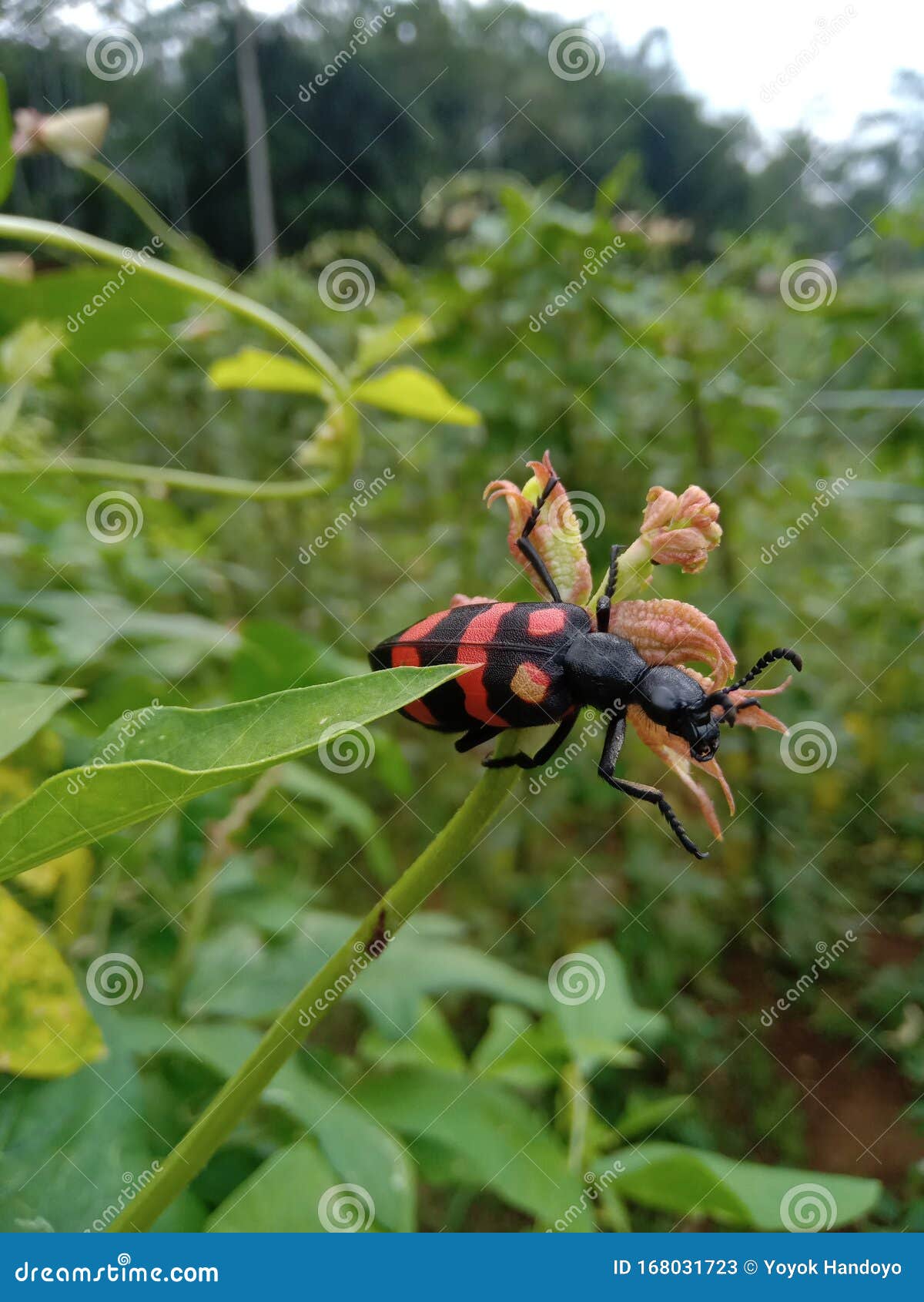 Coleoptera stock image. Image of java, coleoptera, species - 168031723