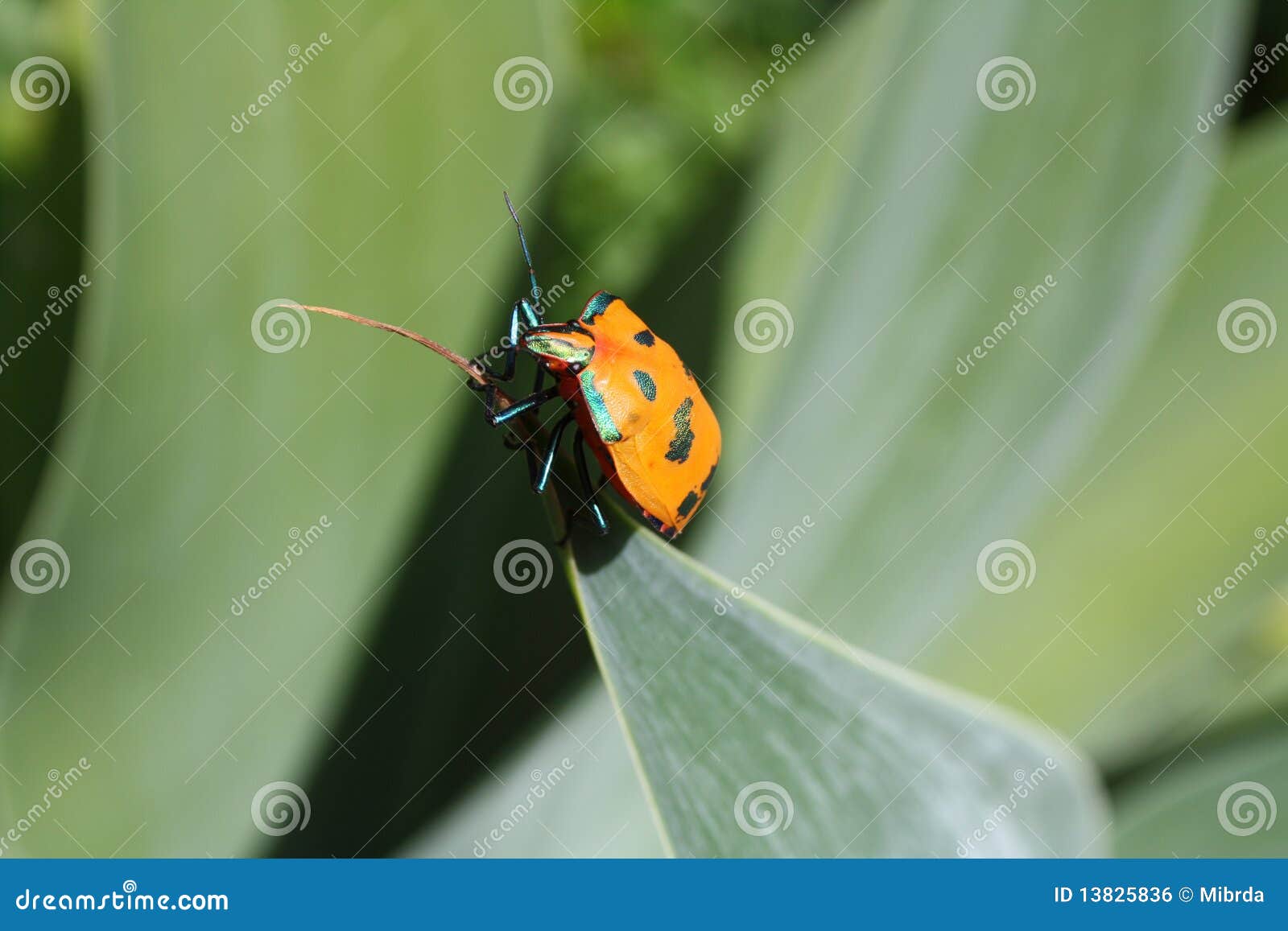 Coleoptera Insect stock photo. Image of green, blue, orange - 13825836