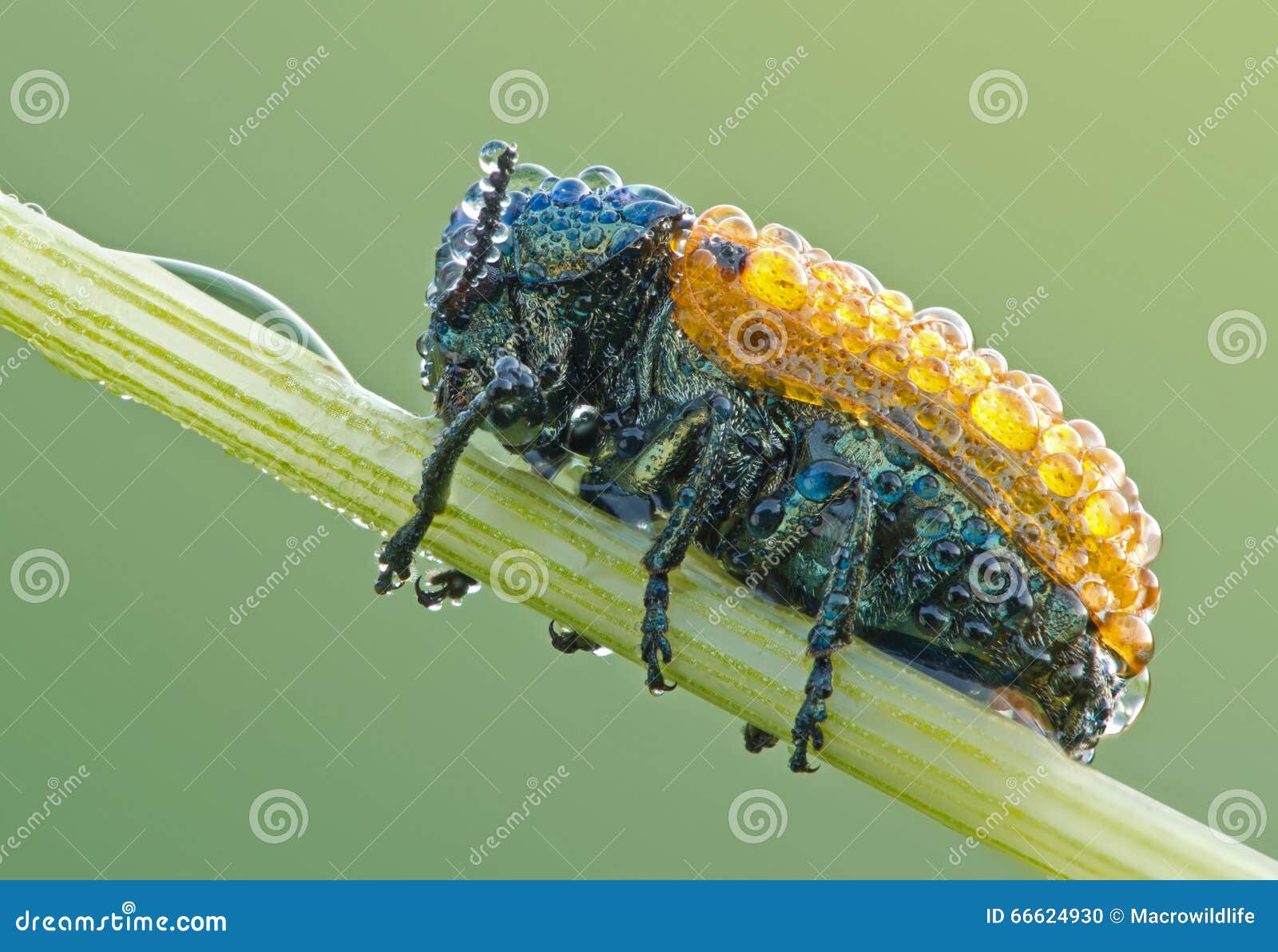 Coleoptera, Labidostomis Sp. Bug on a Plant Stock Photo - Image of ...