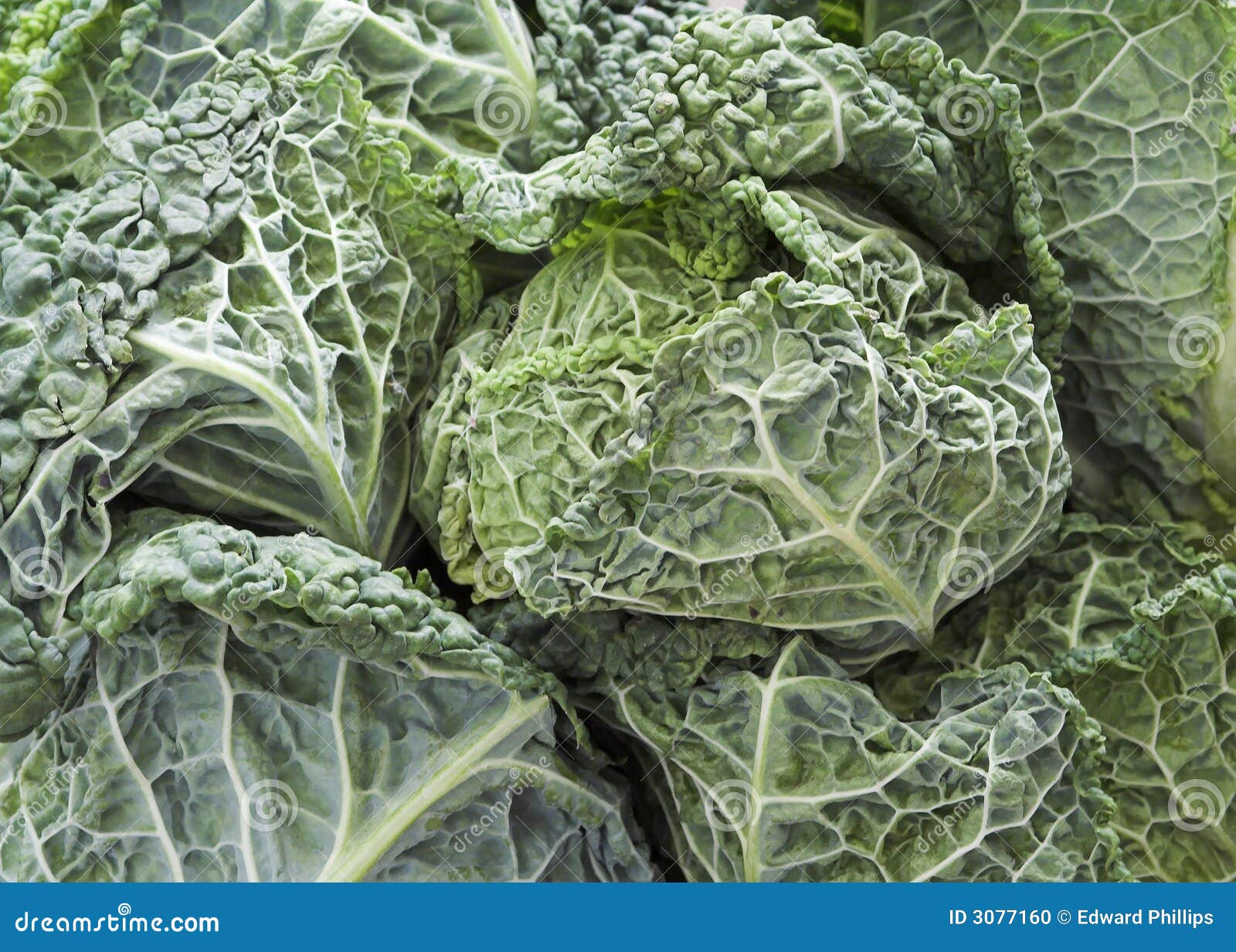 Coles de col rizada foto de archivo. Imagen de saborear - 3077160