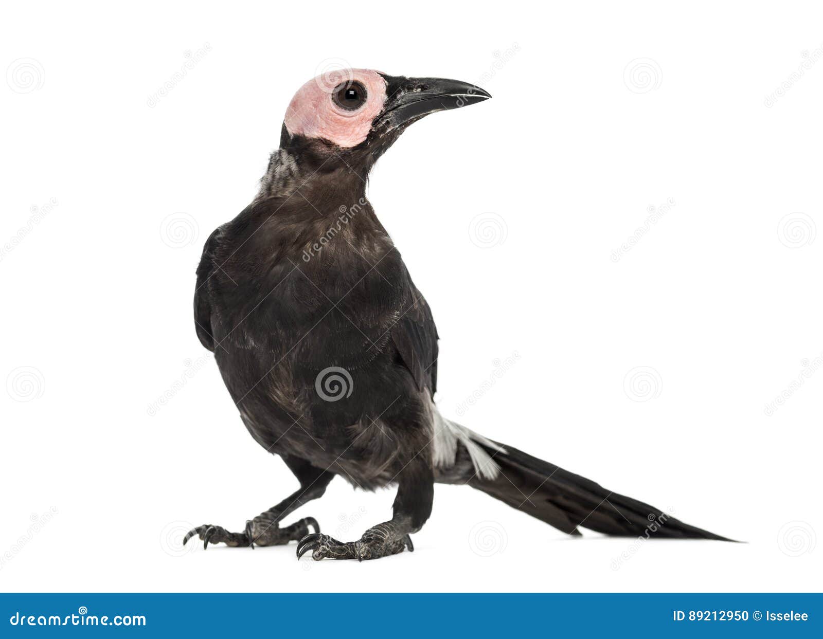 Coleto Is A Starling Species In The Monotypic Genus Sarcops. Stock ...