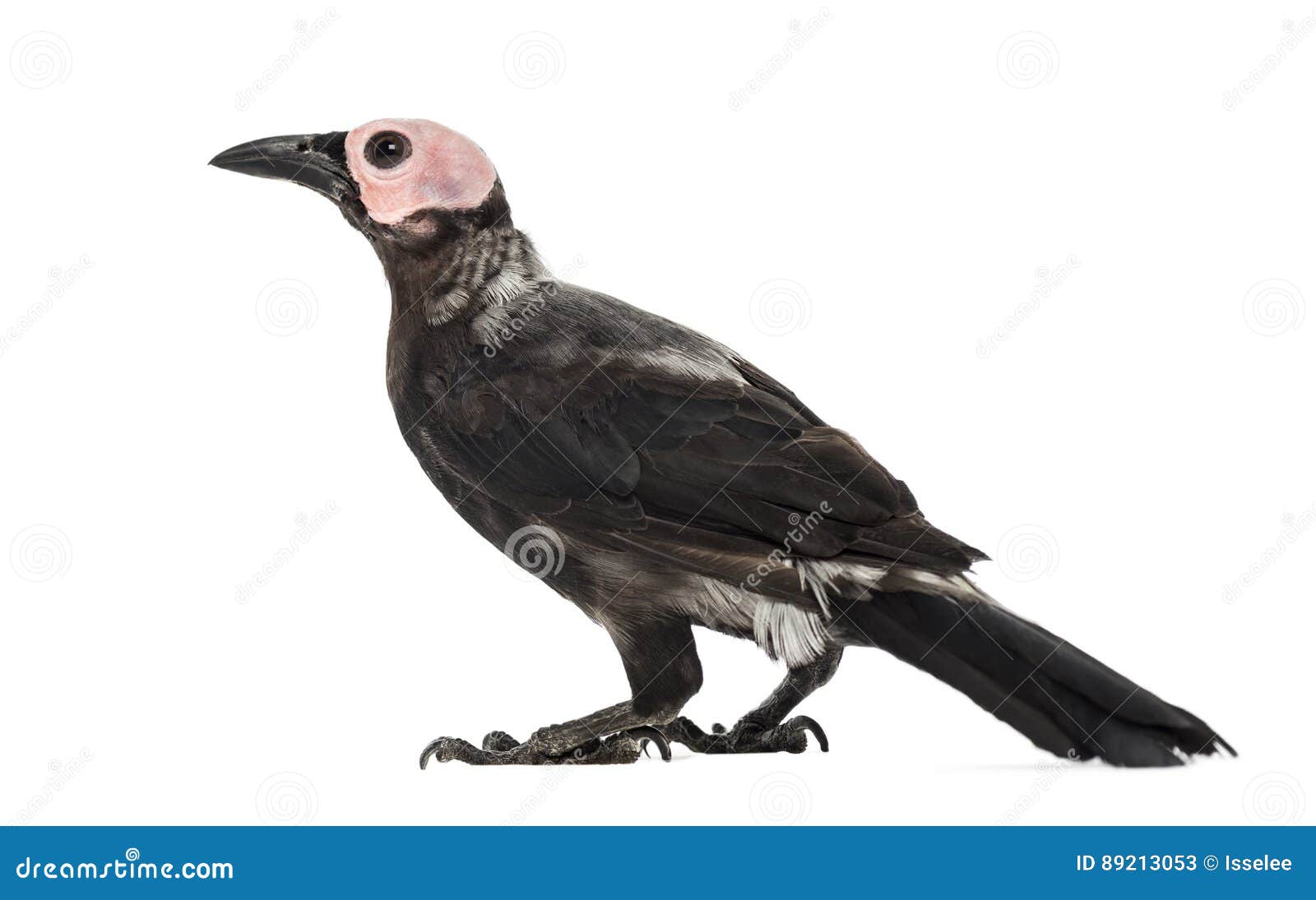 Coleto Sarcops Calvus Is A Starling Species In The Monotypic Genus ...