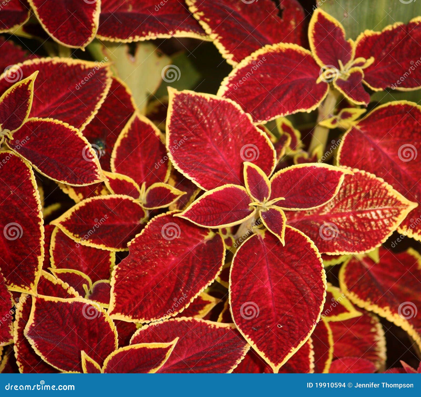 Coleus stock photo. Image of leaf, colored, coleus, plants - 19910594