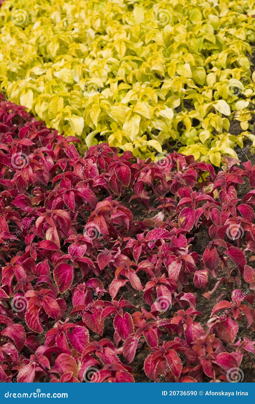 Coleus stock photo. Image of coleus, yellow, gardening - 20736590