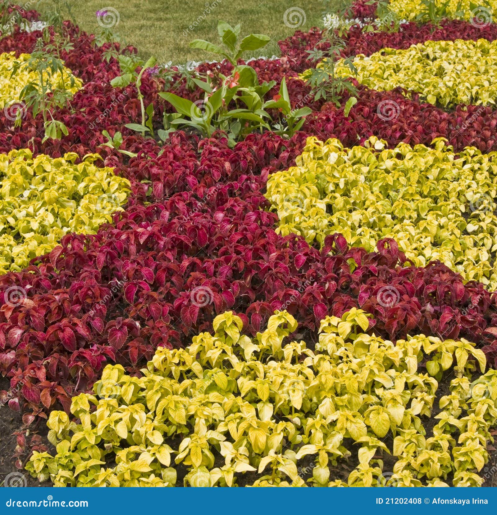 Coleus stock photo. Image of garden, coleus, yellow, flower - 21202408