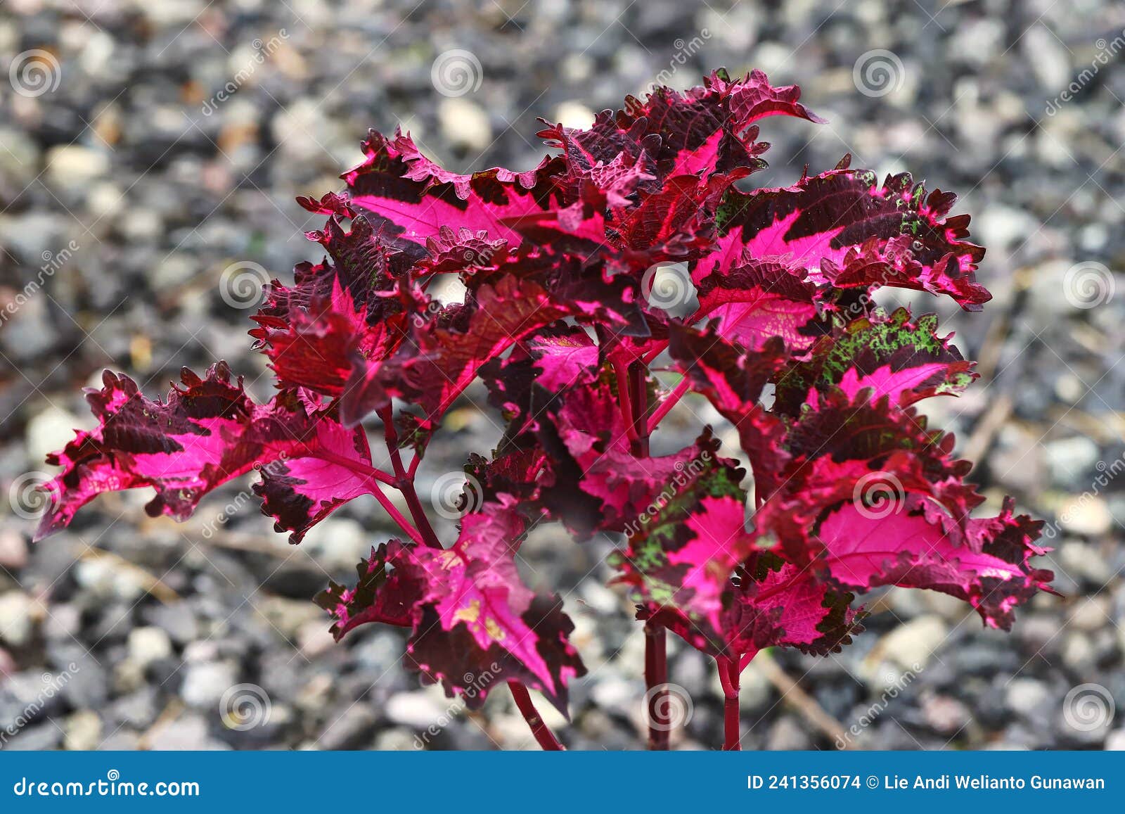 Coleus Aka Miana Folhas Com Fundo Cinza Foto de Stock - Imagem de ...