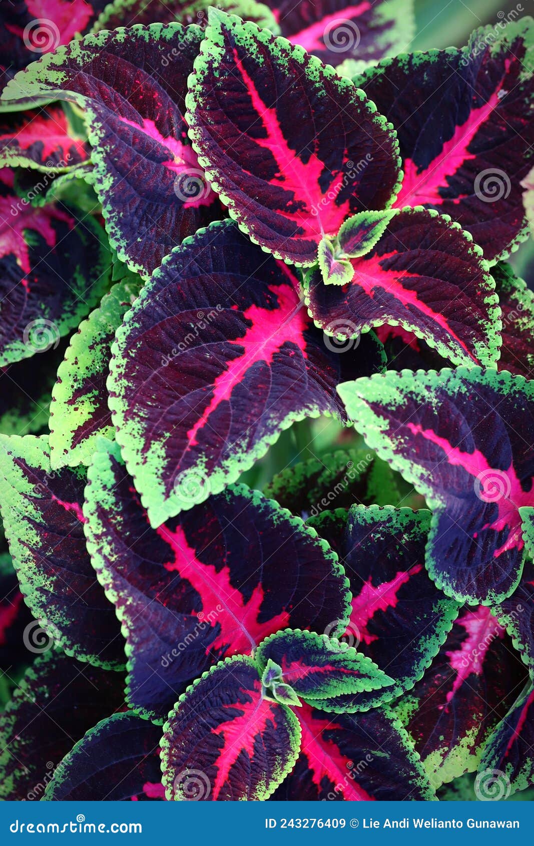 Coleus Aka Miana Leaves Pattern Stock Image - Image of leaves ...